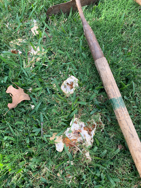 Strange growth in grass | Lawn Care Forum