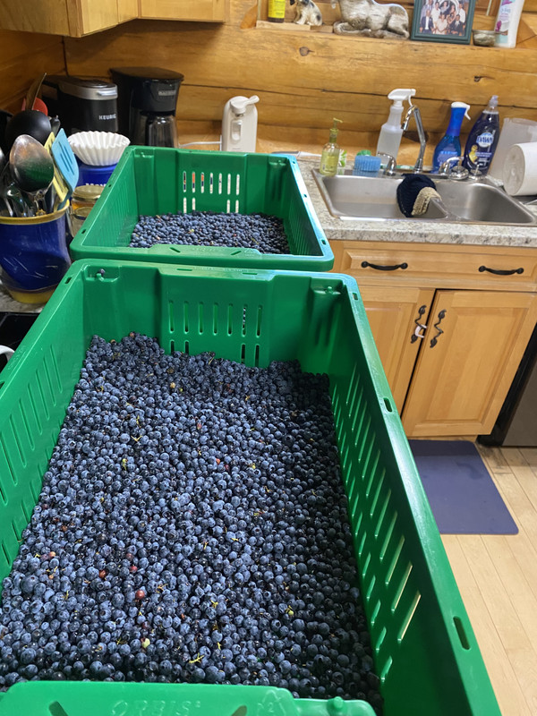 Canadian Trappers Talk Forum • View topic - Been a busy Summer