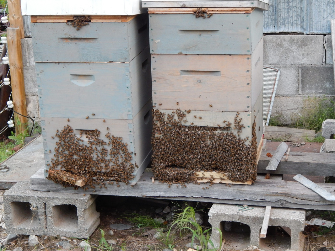 birds n bees 054 — Postimages