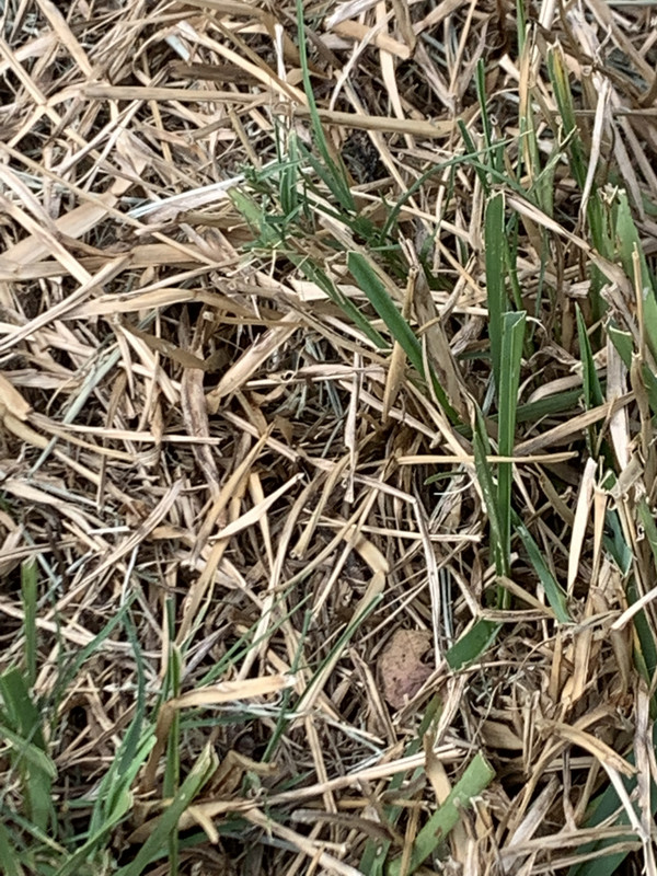 Help! Dead patches in my St Augustine lawn | Lawn Care Forum