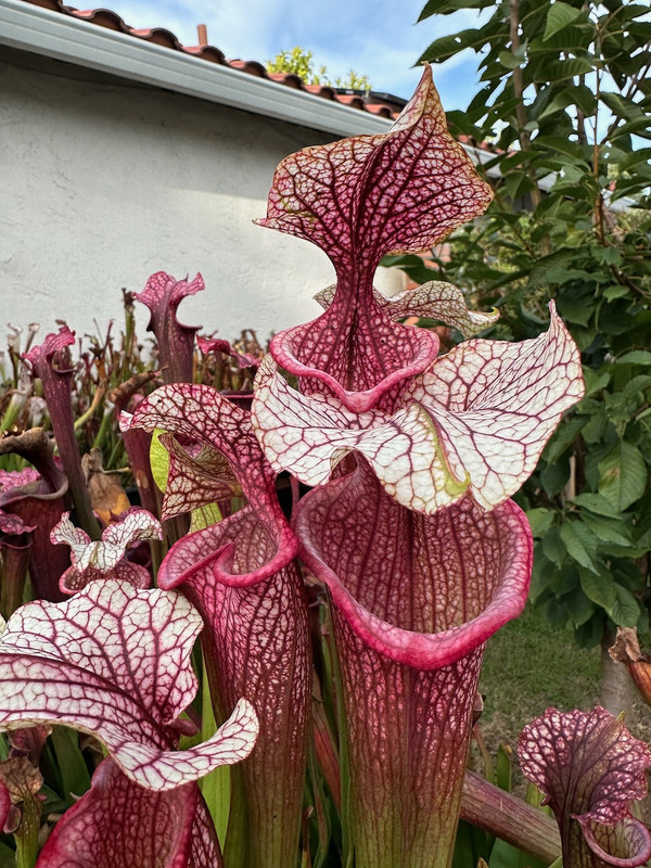 IMG 2464 — Postimages