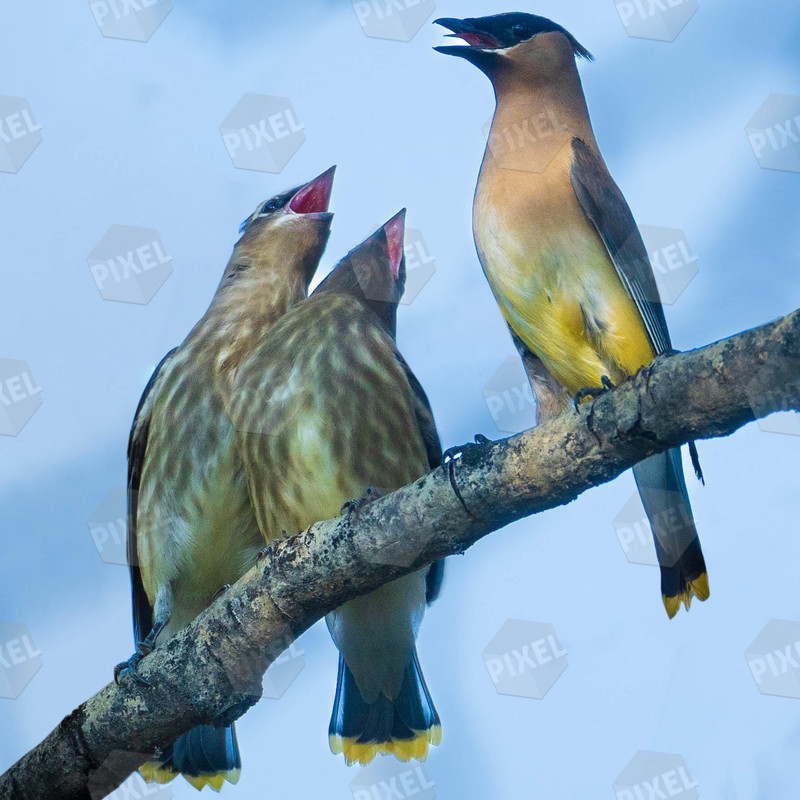 birds — Postimages