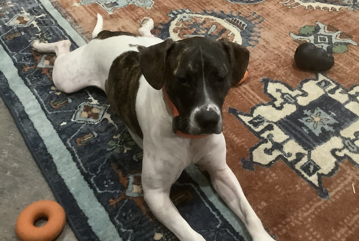 IMG 2237 — Postimages