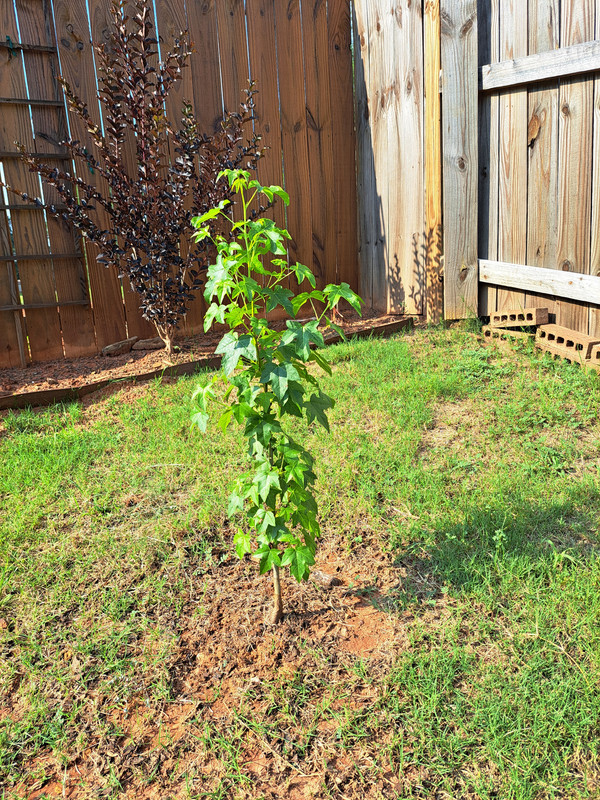 Sweet Gum NE corner of backyard 15 Jun2024 — Postimages