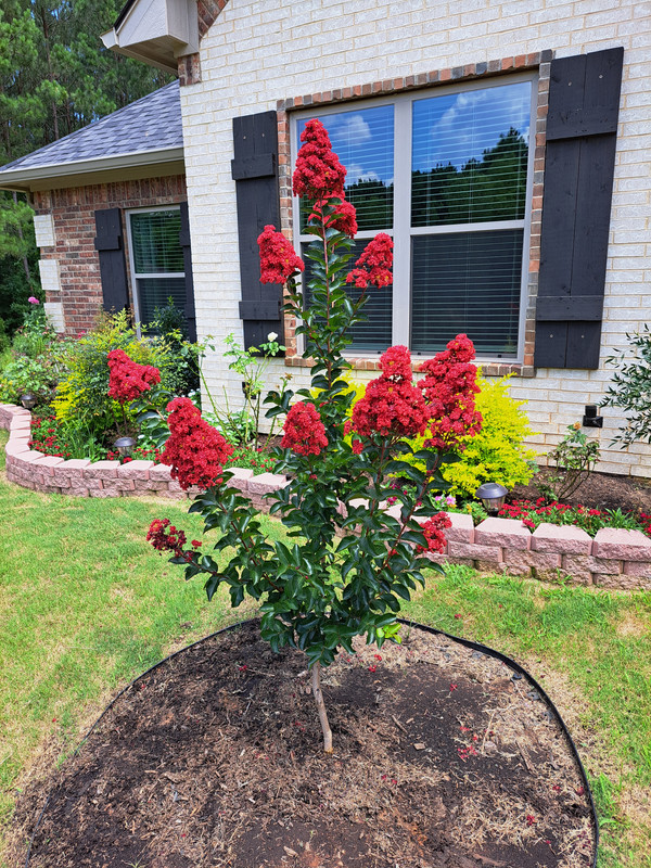 Crape Myrtle front yard 16 Jun2024 — Postimages