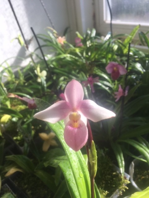 Phrag. Lilith | Slippertalk Orchid Forum