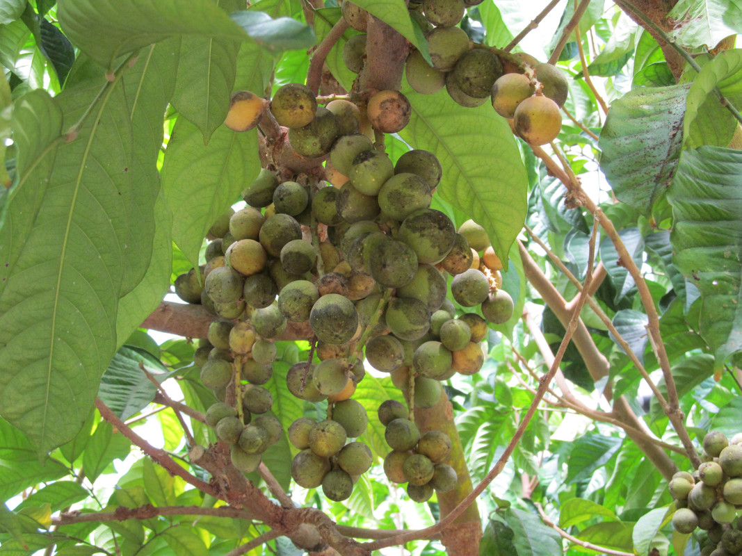 Mango Fest2015 018 — Postimages