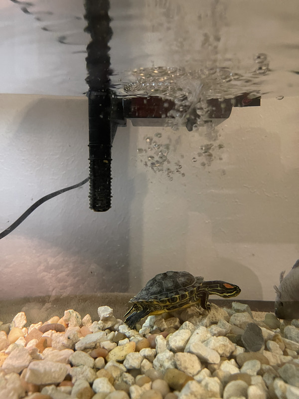 IMG 1156 — Postimages