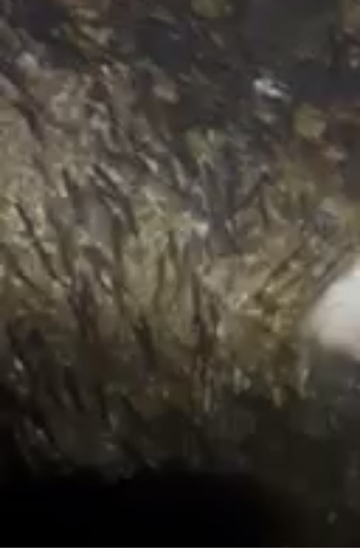 F42 DBFEE 7 E55 4 DA0 A723 F19326168531 — Postimages