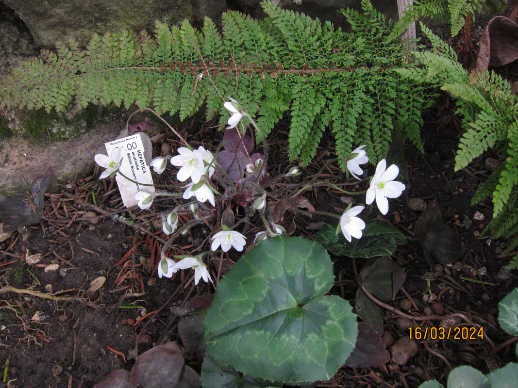 IMG 4374 — Postimages