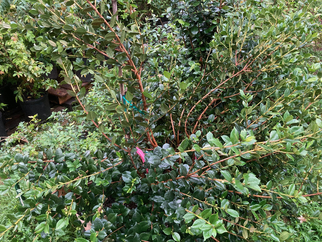 IMG 2016 — Postimages