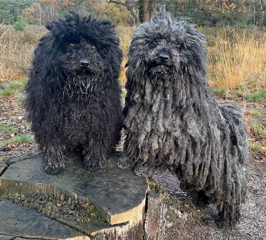 IMG 2660 — Postimages