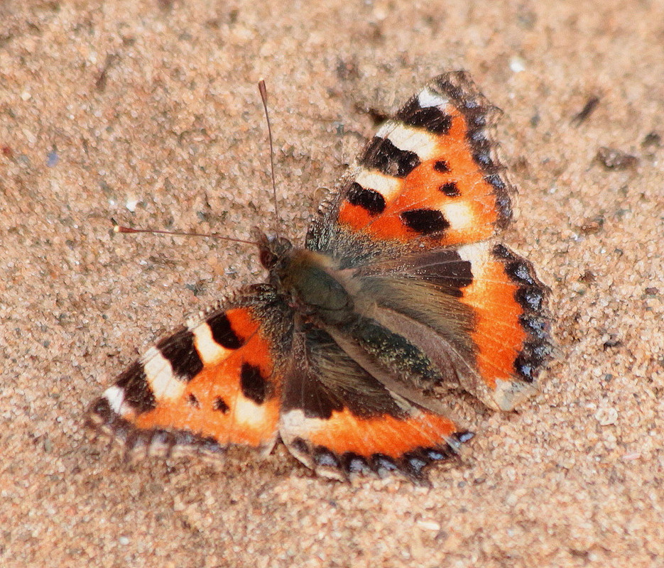 IMG 7355 1 1 1 — Postimages