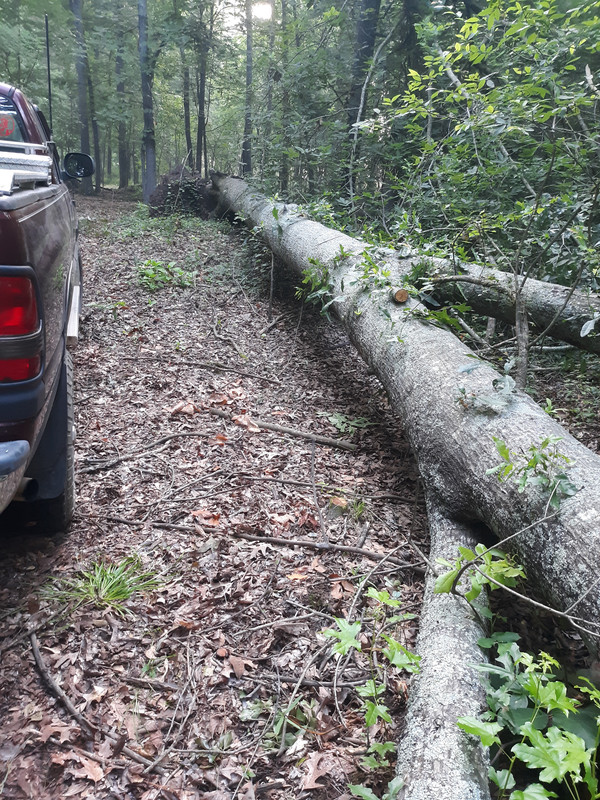 Technique to cut up huge log full on ground (no space under) | Arborist ...