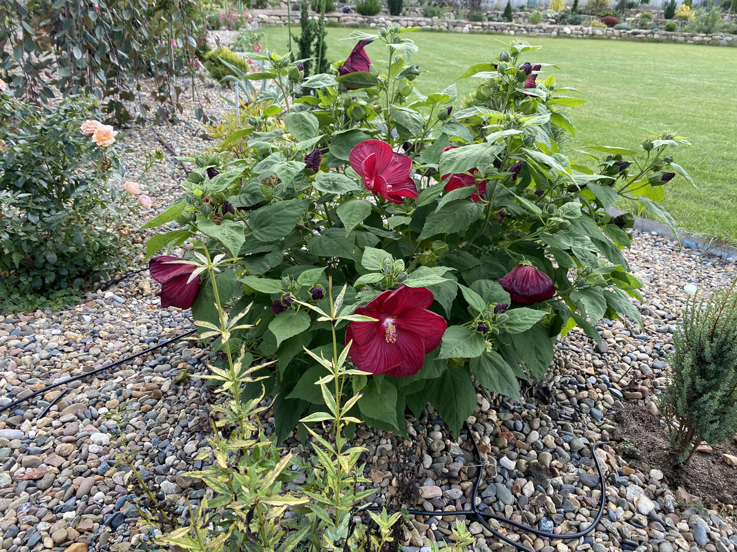 EDB233 CB ECCE 4143 8 A84 CD306 EEF124 C — Postimages