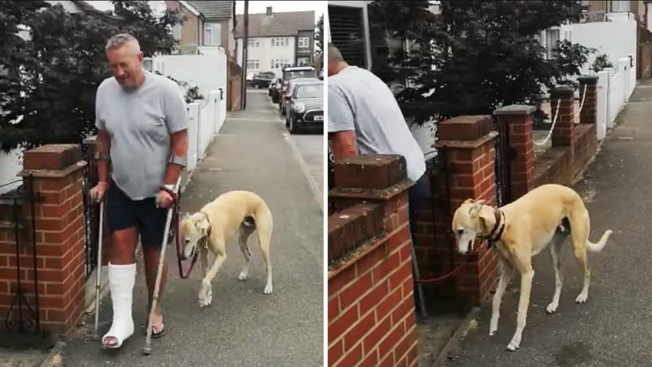 Perrito imita a su dueño que está cojo - Imperio Noticias