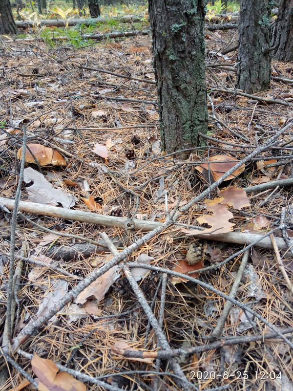 IMG 20200825 120456 — Postimages