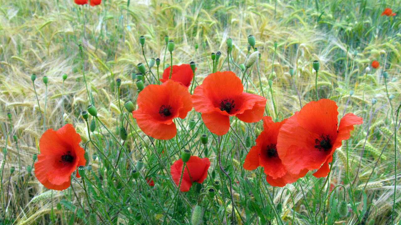 IMG 9995 — Postimages