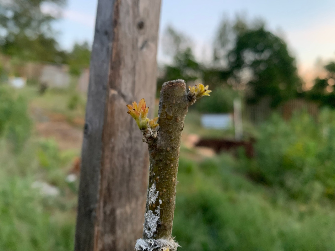 IMG 2007 — Postimages