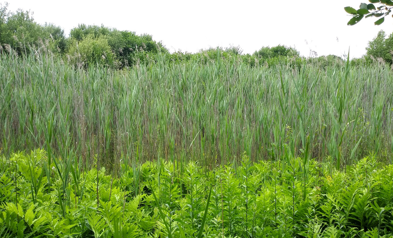 JD Tall Grass Beyond Broken Trees1 C — Postimages