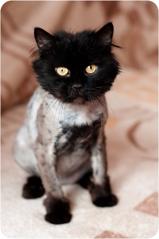 vik 36 — Postimages