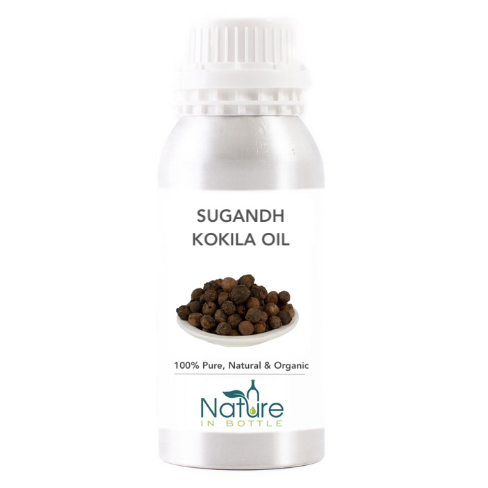 Sugandh Kokila Essential Oil Organic - Cinnamomum Glaucescens