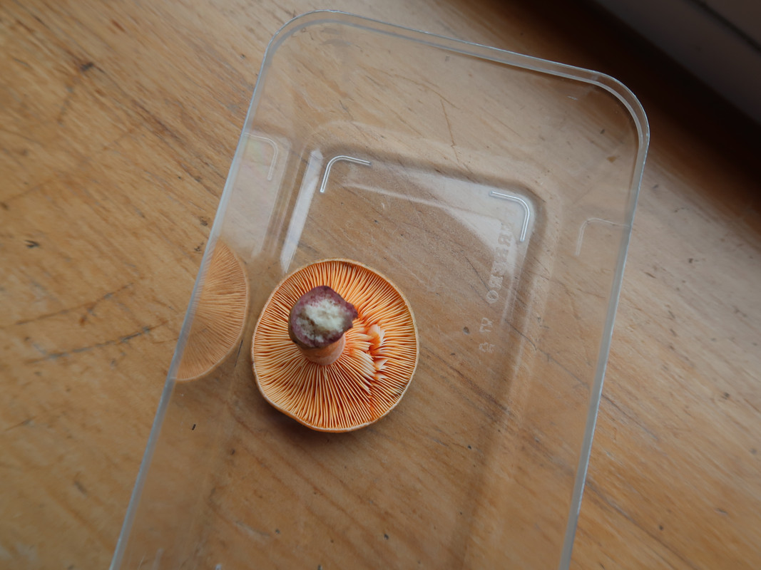 Lactarius semisanguifluus 2023 10 25 (sparse milk turns vinaceous red ...