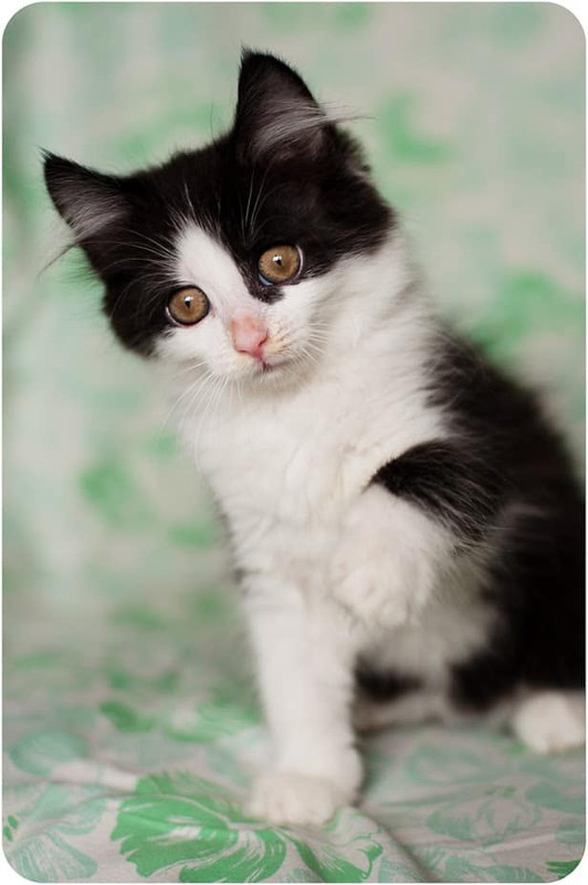 kit 61 — Postimages