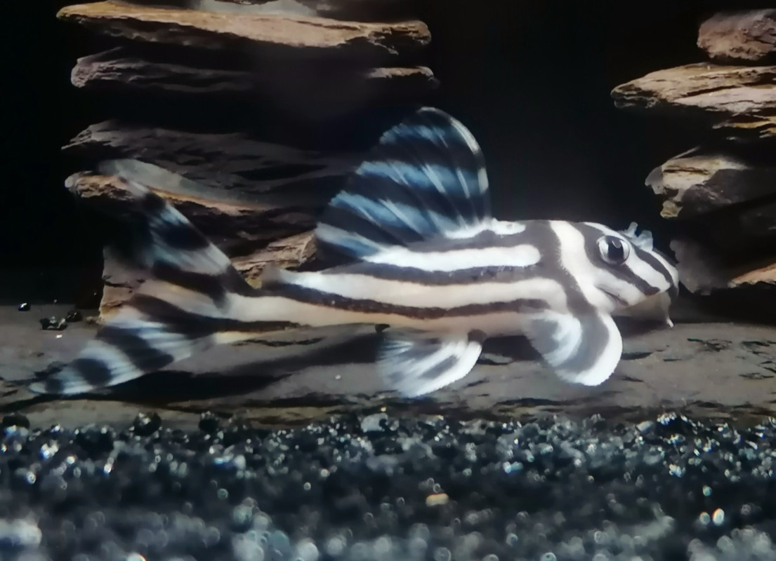 Screenshot 20240604 173756 Gallery — Postimages