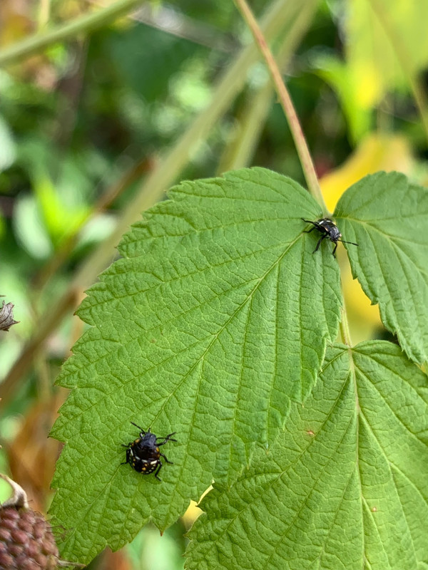 image4 — Postimages