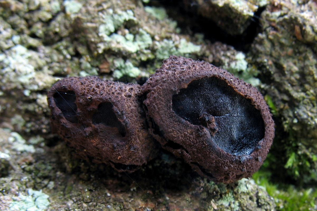 Bulgaria inquinans AWP 20190206 — Postimages