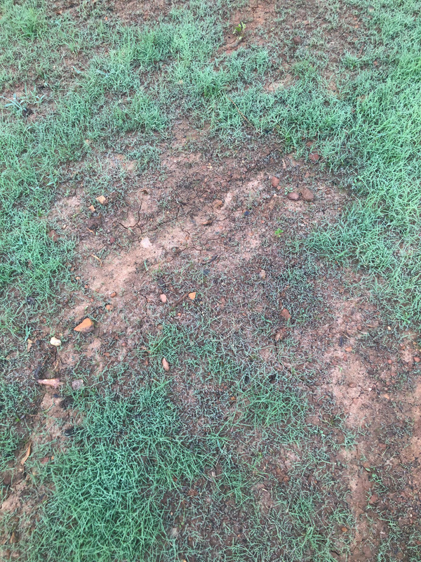 New grass dried/cracking dirt | Lawn Care Forum
