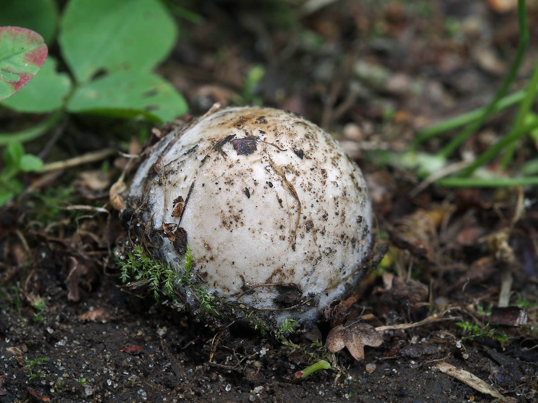 Lycoperdon sp 1 SAE 20190715 — Postimages