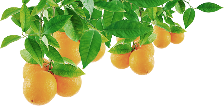 orange leaf — Postimages