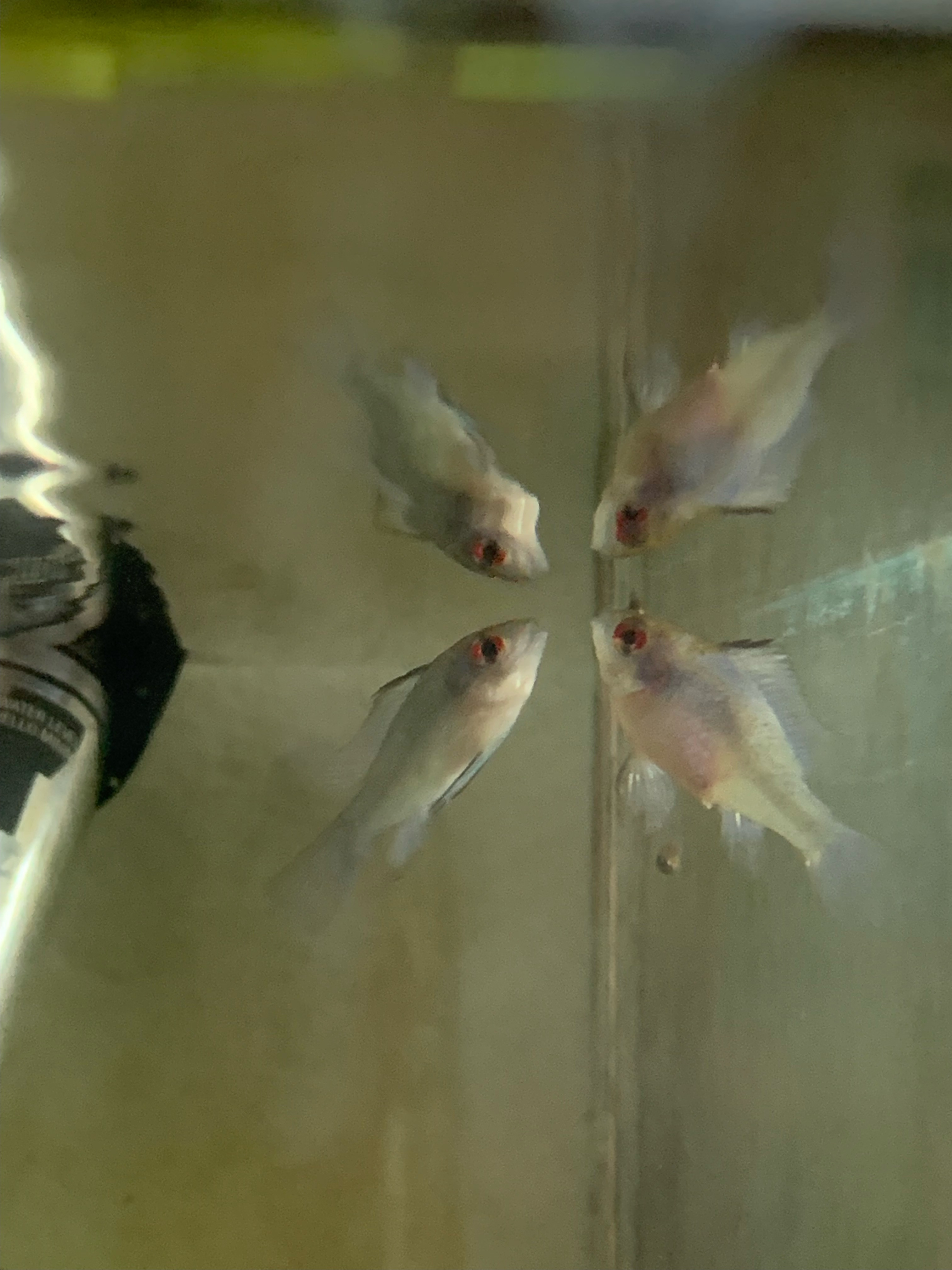 image0 (1) — Postimages