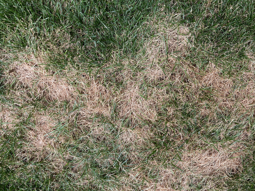 Velocity on poa triv | Lawn Care Forum