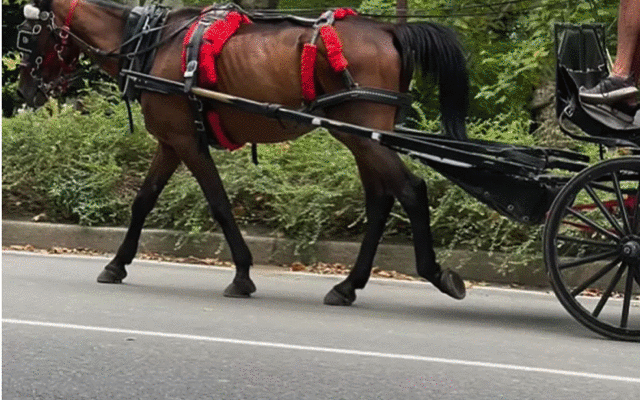 Carriage horse Ryder dies months after collapse sparked animal abuse ...