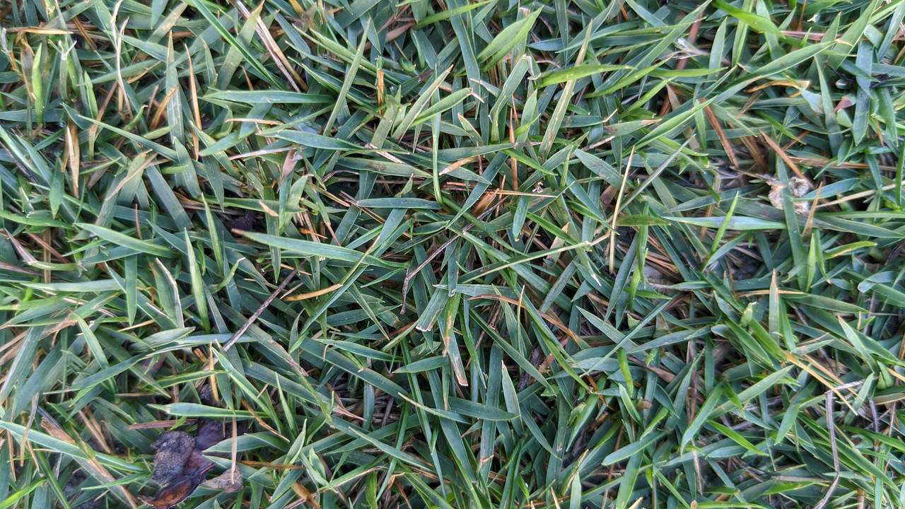 Help identifying a fungus in Zoysia | Lawn Care Forum
