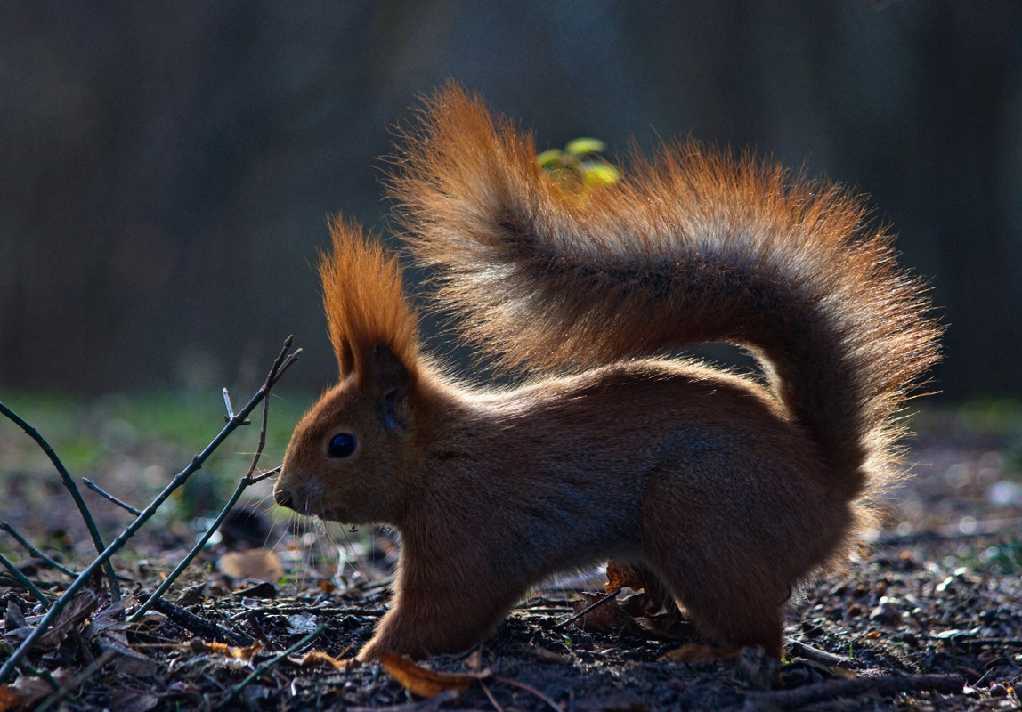 IMG 6735 Edited — Postimages