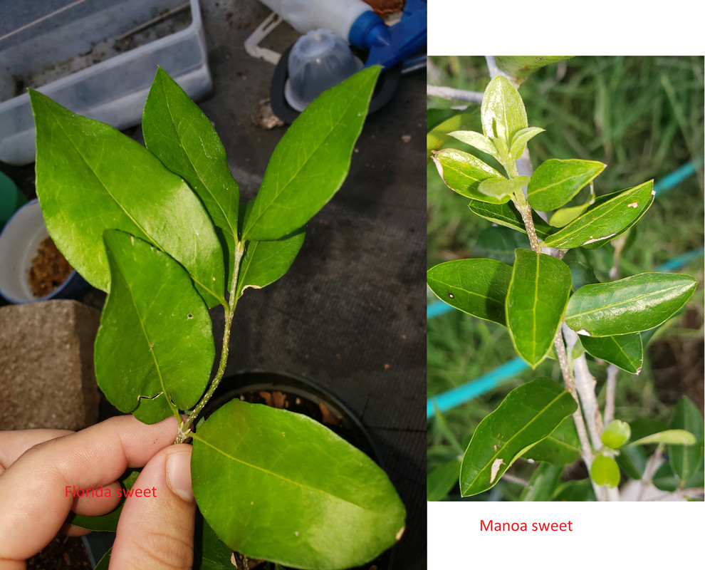 comparison — Postimages