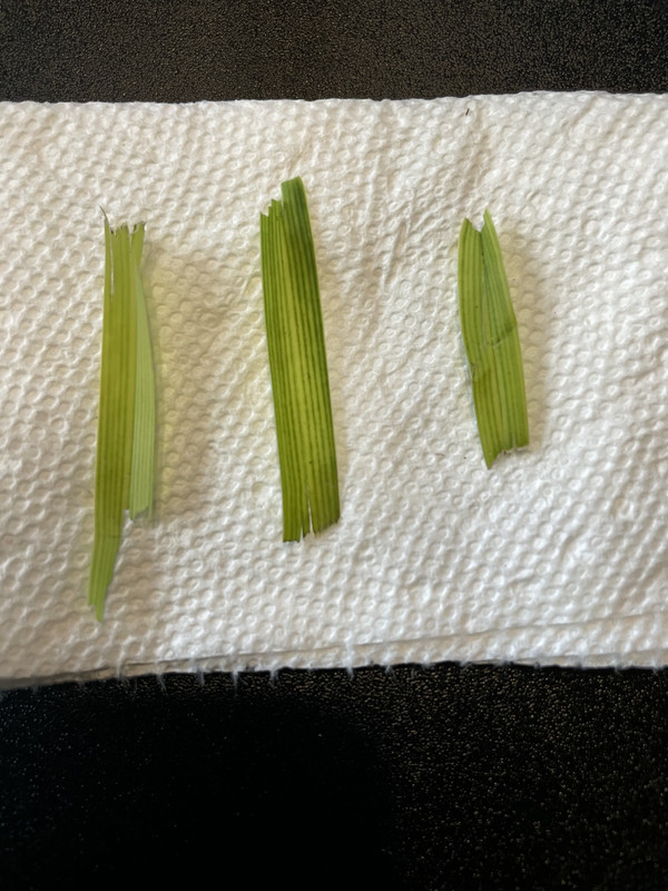 Yellowing St Augustine Lawn Care Forum 8031