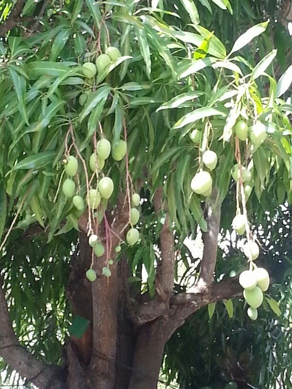 mango tree — Postimages