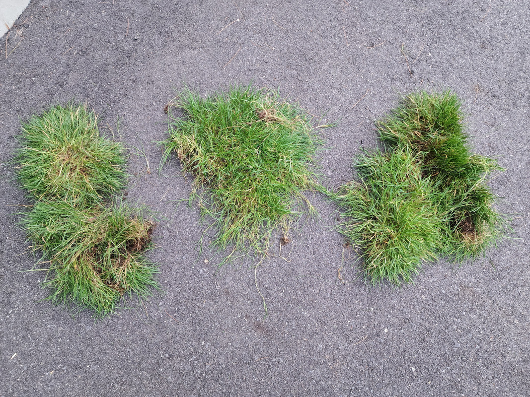 Creeping Bentgrass Vs Poa Trivialis Lawn Care Forum