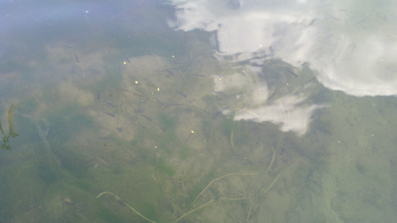 Img 20200806 131344 — Postimages