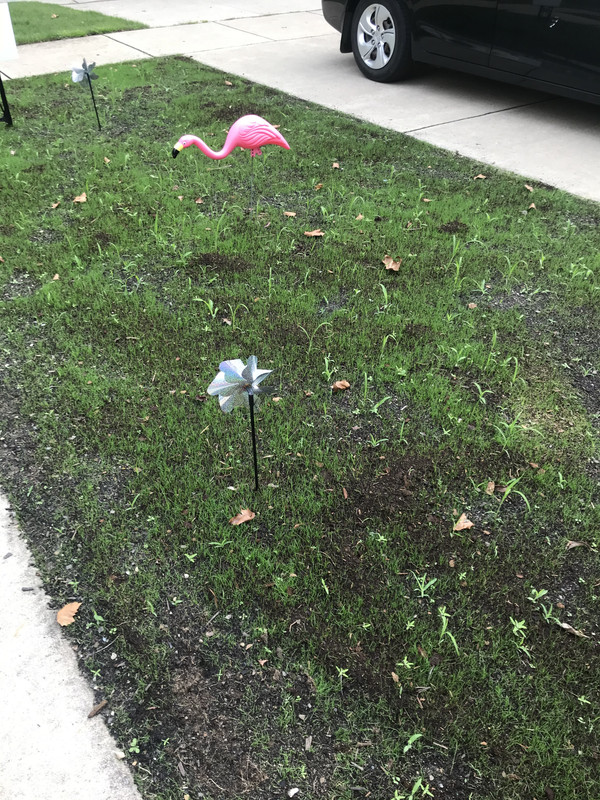 Weed problem during Reno | Lawn Care Forum