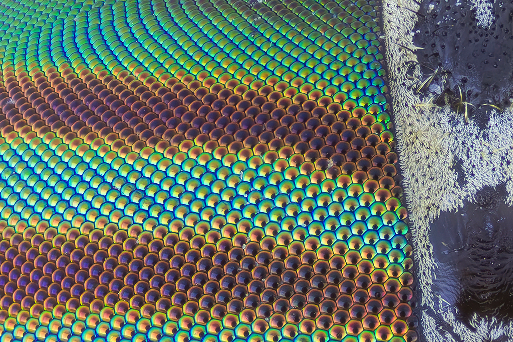 Horsefly - www.photomacrography.net