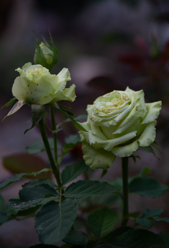 IMG 6477592aacea35fdb49726892afab87d V — Postimages