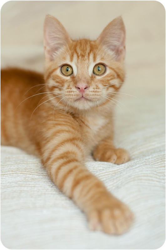 vik 37 — Postimages