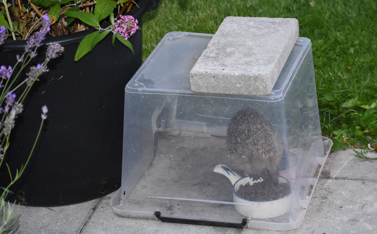 DSC 0022 AMB17 7 23 — Postimages