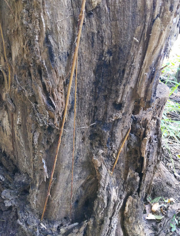 Imagepipe 1409 — Postimages